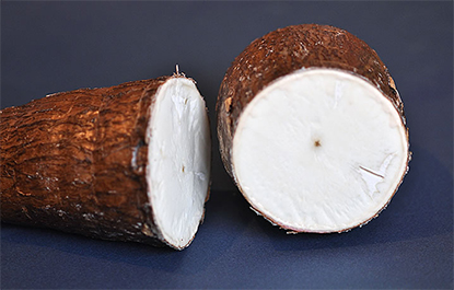 Mandioca: alimento típico do Brasil apresenta muitas vantagens ...