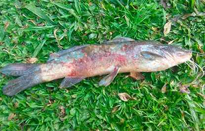 Traíras, fungos e bactérias podem machucar o peixe jundiá – Arquivo ...