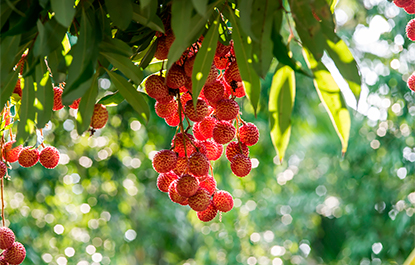 Como plantar lichia orgânica, fruta que é a melhor opção para seu dia a ...