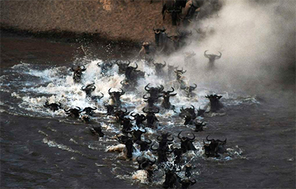 Biodiversidade do Lago Vitória está sendo ‘dizimada’, dizem ...