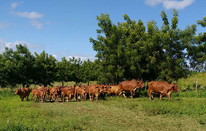 Entidade reconhece genética do gado Sindi da Paraíba como a melhor do ...