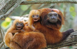 A história do mico-leão-dourado, um dos símbolos da complexa relação ...