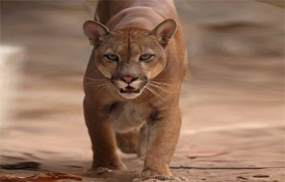 Onças típicas da Caatinga, enfrentam cada vez mais desafios para ...
